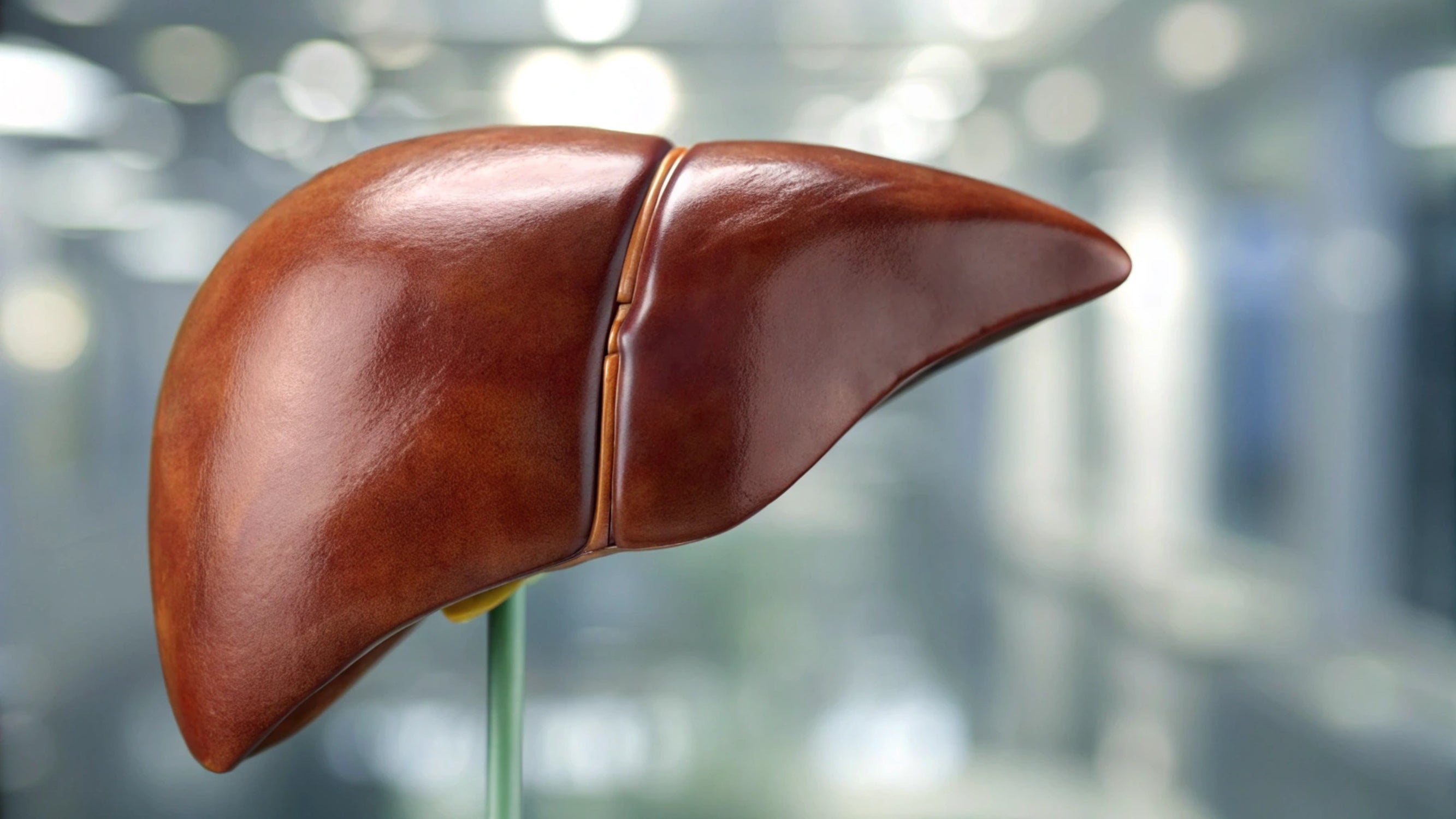 Leberwerte: Was sie bedeuten und wann sie bedenklich sind – Essenzshop